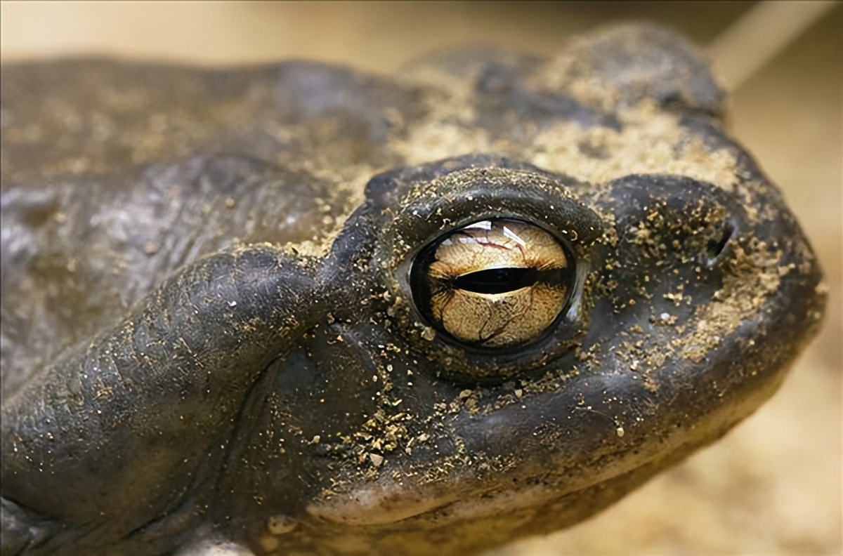 The toad was addicted to being licked by American youths and became a ...