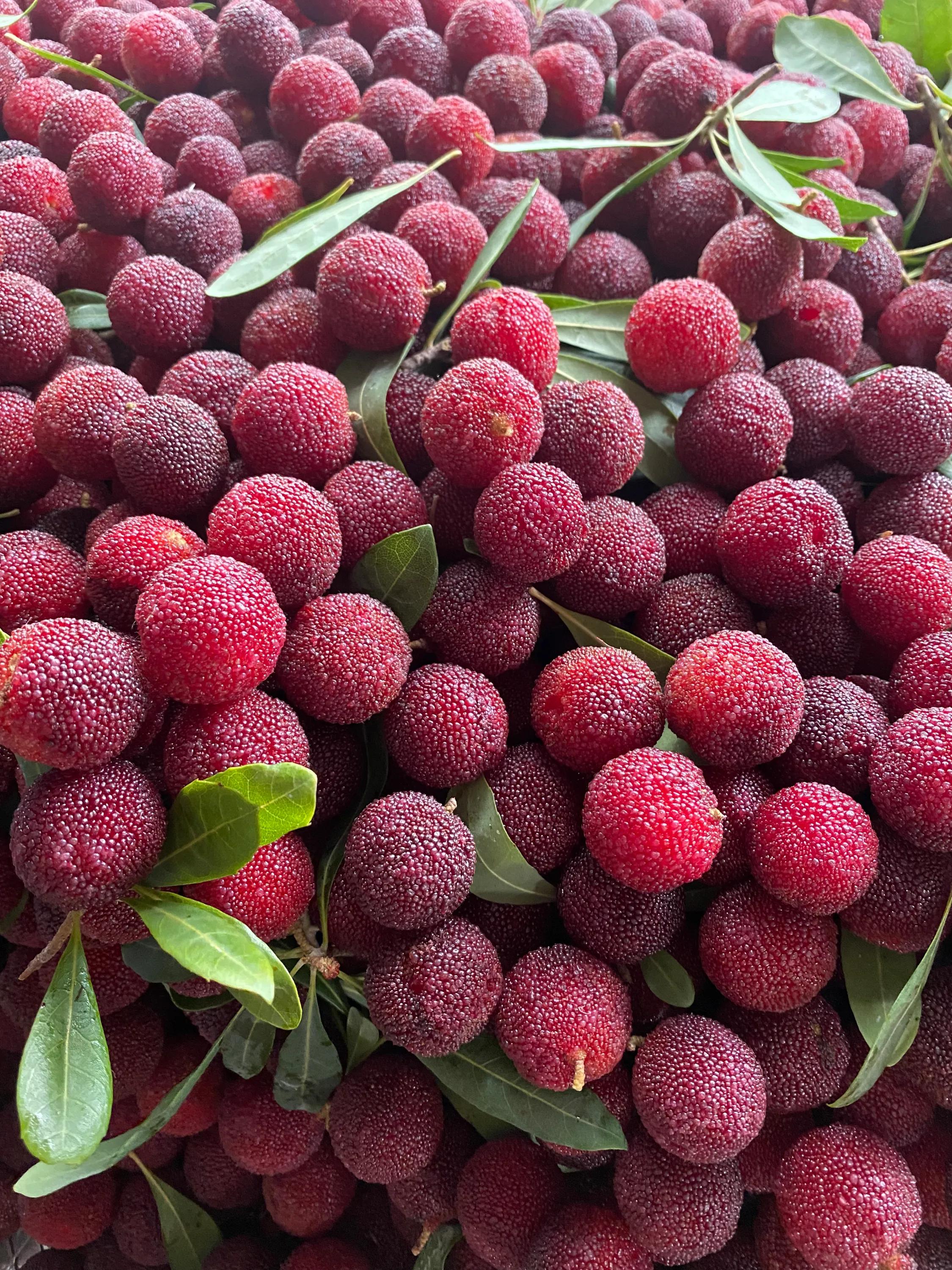 Yangmei picking is at the right time - iNEWS