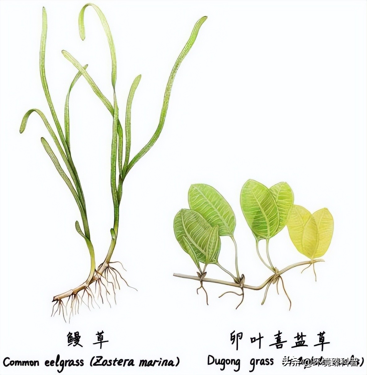 The eel grass cultivated in the "ant forest" turned out to have such a ...