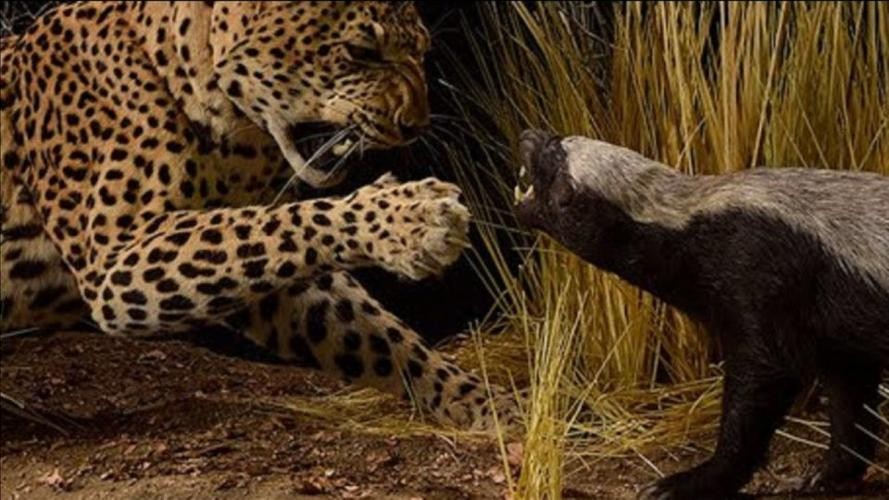 Lone Survivor!These 10 animals are the last of their kind - iNEWS