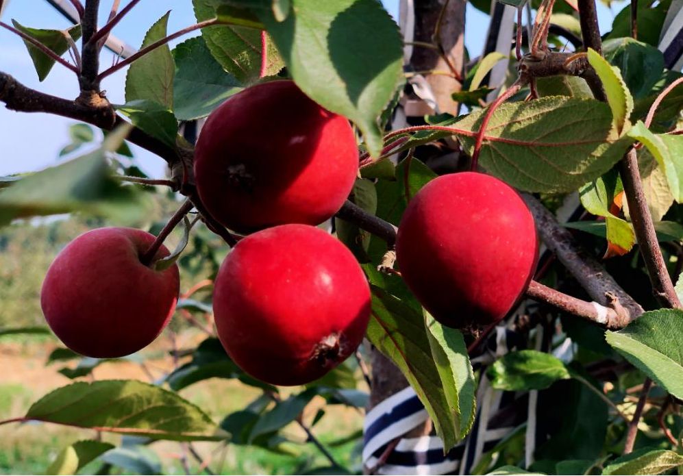 Keep your mouth shut, open your legs, red lucky fruit is indispensable ...