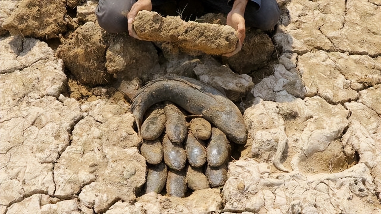 African lungfish can sleep for 5 years without eating or drinking. What ...