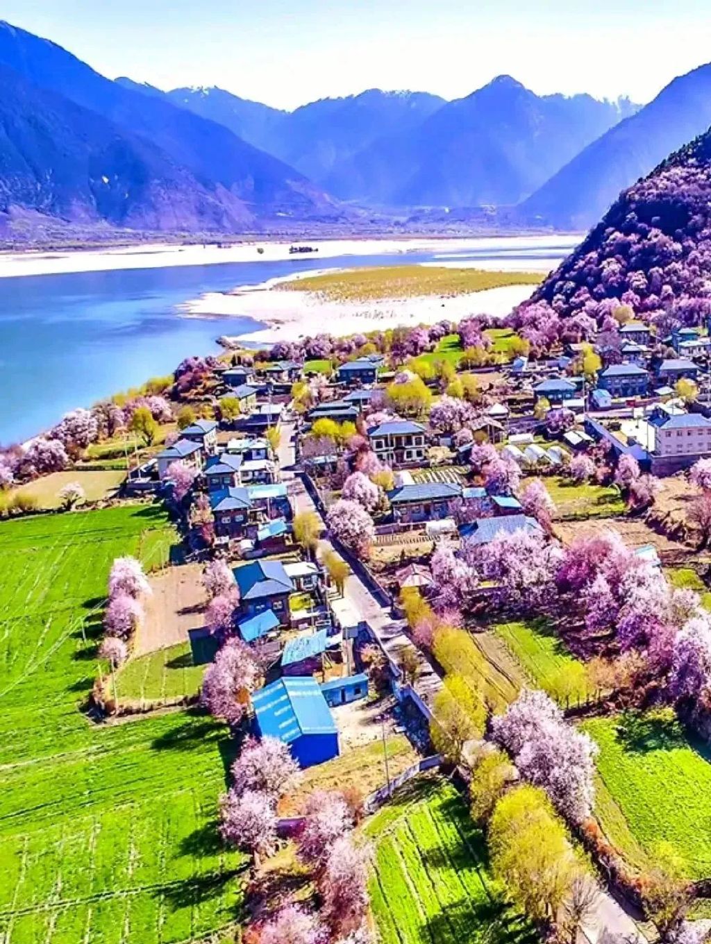 2022 Linzhi Peach Blossom is finally online!The peach blossoms in Tibet ...