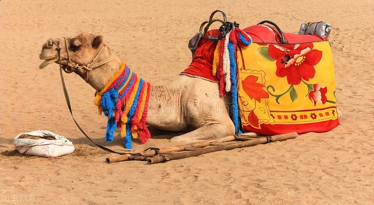 "Original" Seven Laws Desert Camel - iNEWS