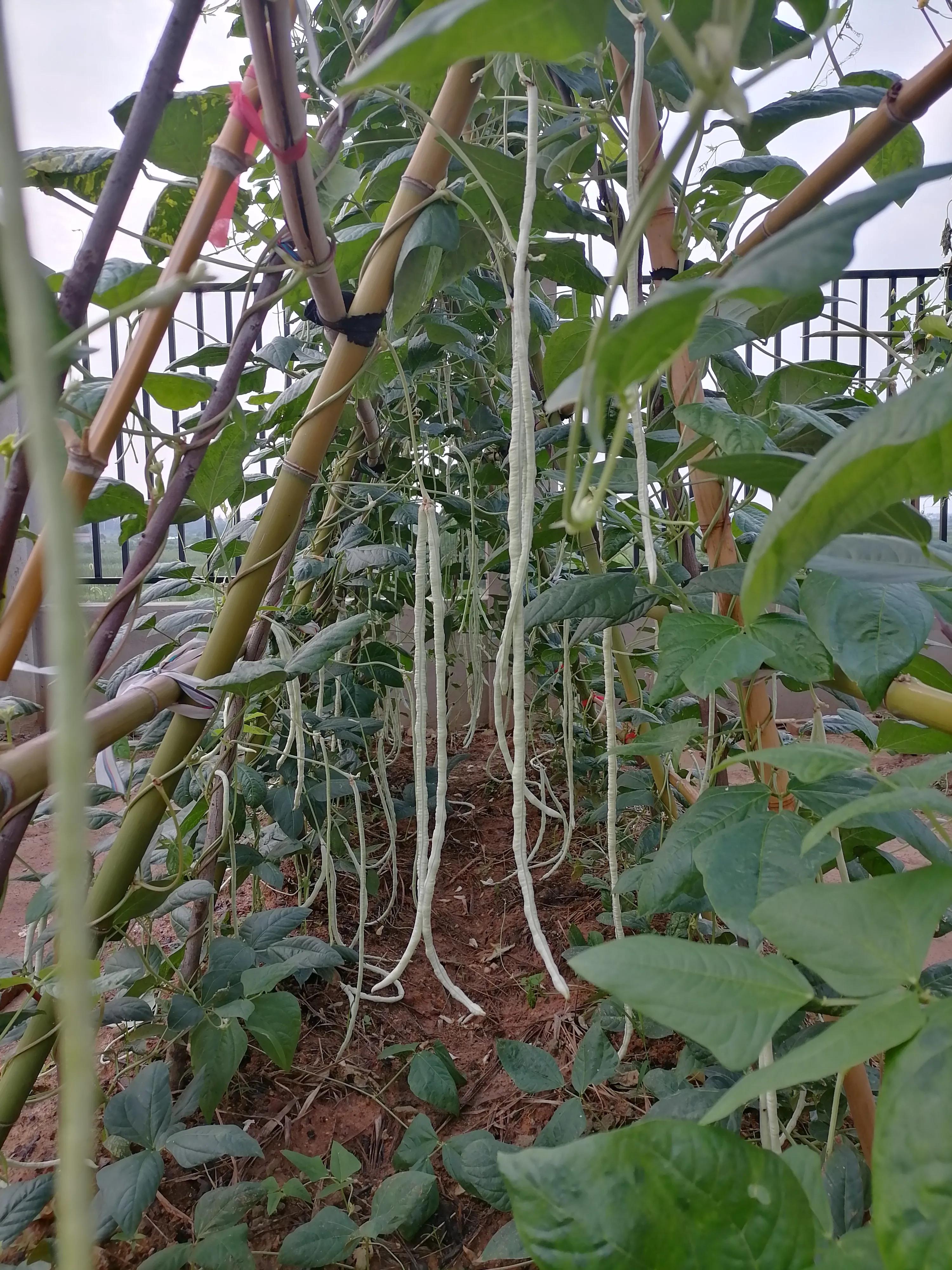 Pan Gong's summer homegrown cuisine (self-confessed as oil): - iNEWS