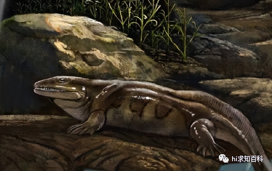 The ancestor of terrestrial organisms and amphibians on Earth, the ...