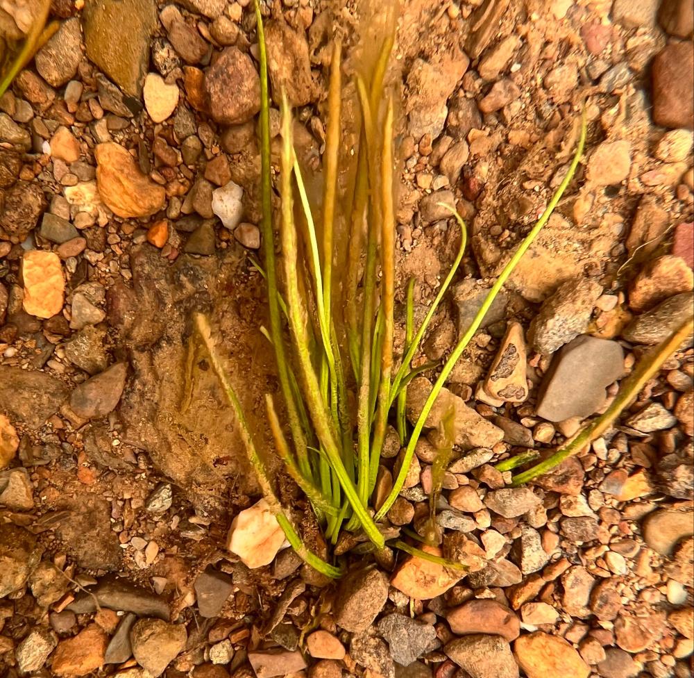 Alpine water leek, a wild plant under national first-level key ...