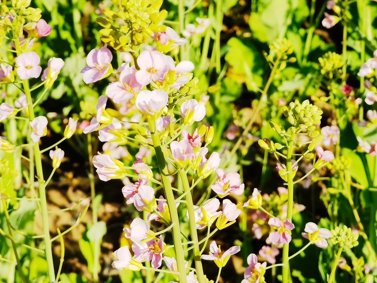Wuxi Binhu: Huwan Township ushers in a sea of colorful terraced fields ...