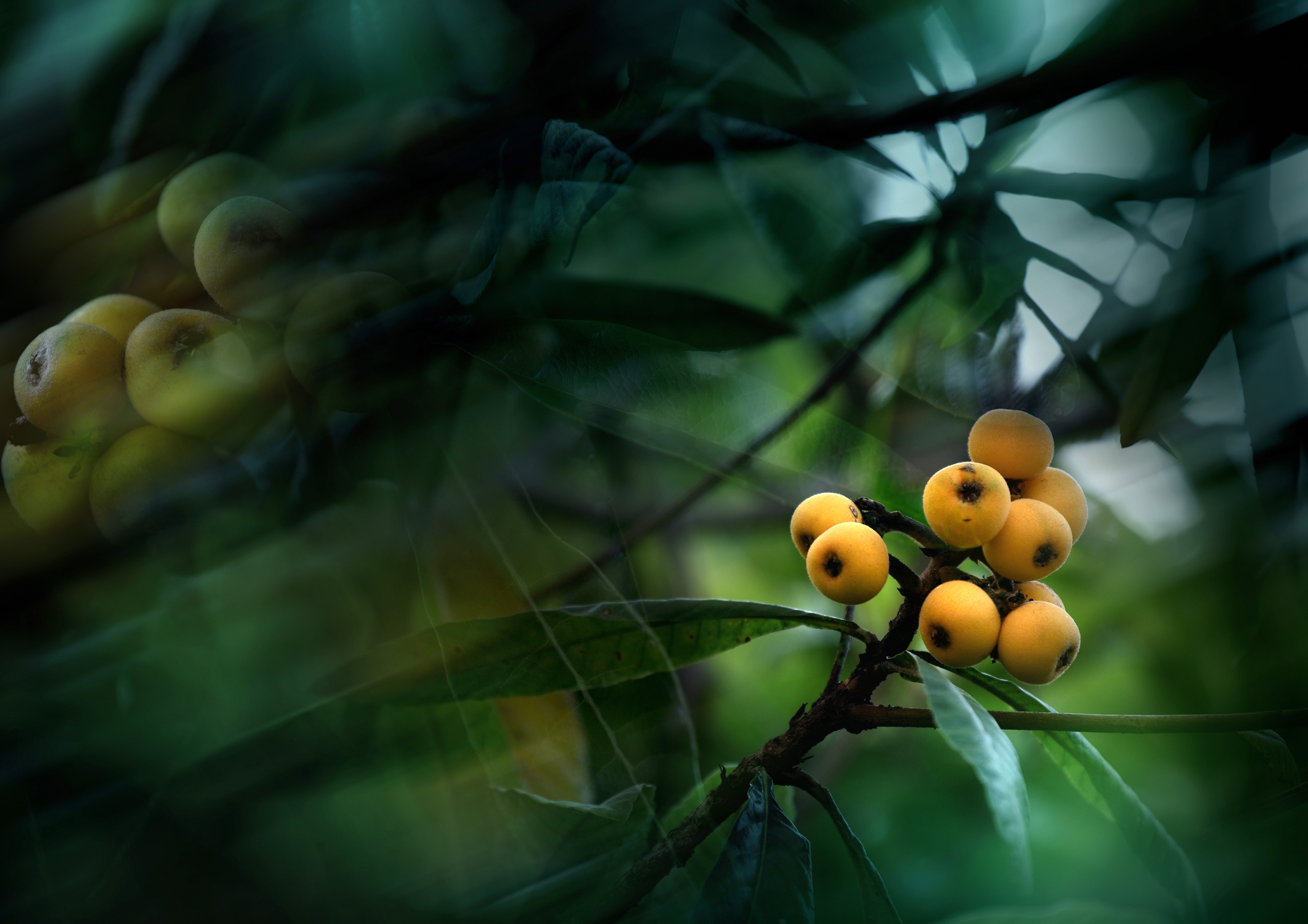 Pipa fruit in Shanghai garden - iNEWS