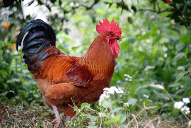 In which month are people born under the zodiac sign Rooster the ...