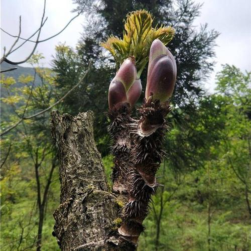 Nutritional value and edible characteristics of several common tree ...