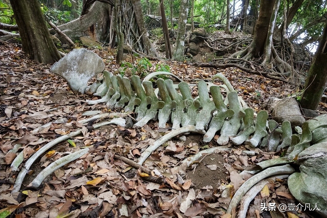 Mysterious Whale Bone Forest: Strange Landscapes on New Zealand's ...
