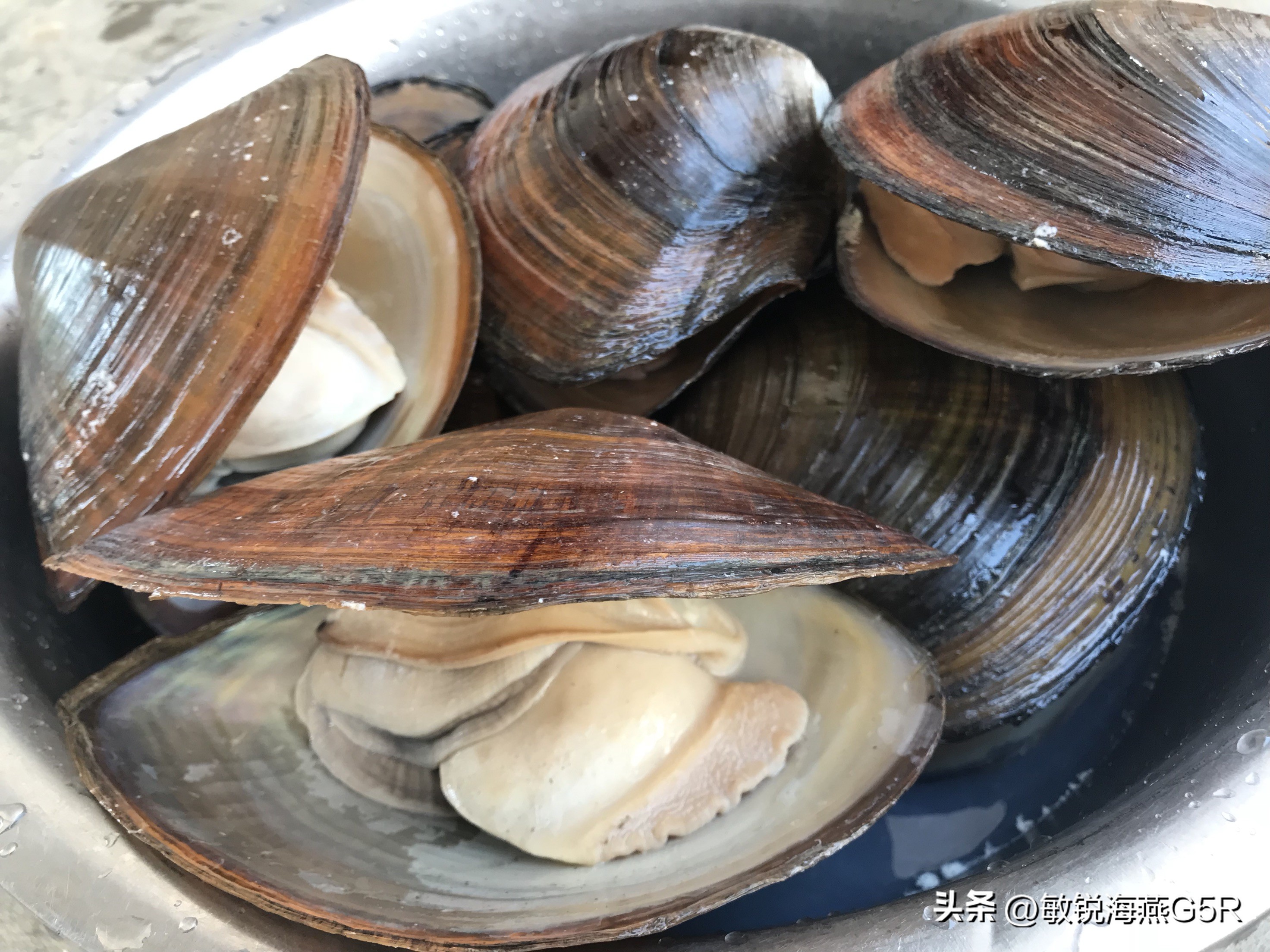 Uncovering the preciousness of river mussels, why are few people ...