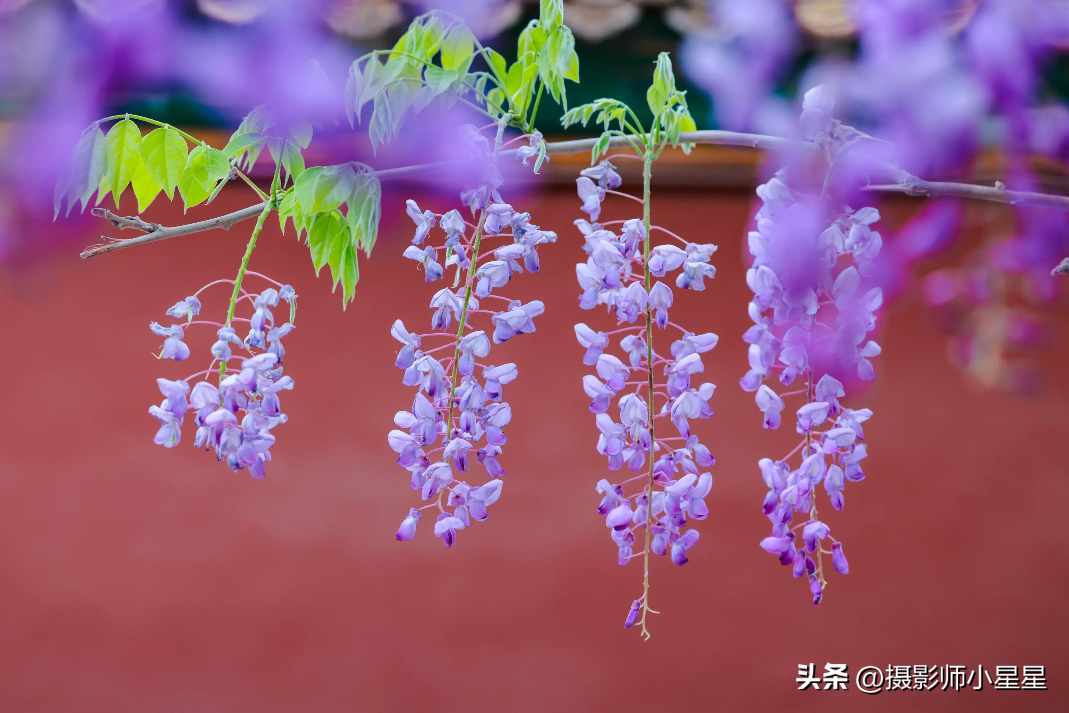 I photographed wisteria in the Forbidden City: Why was even Emperor ...