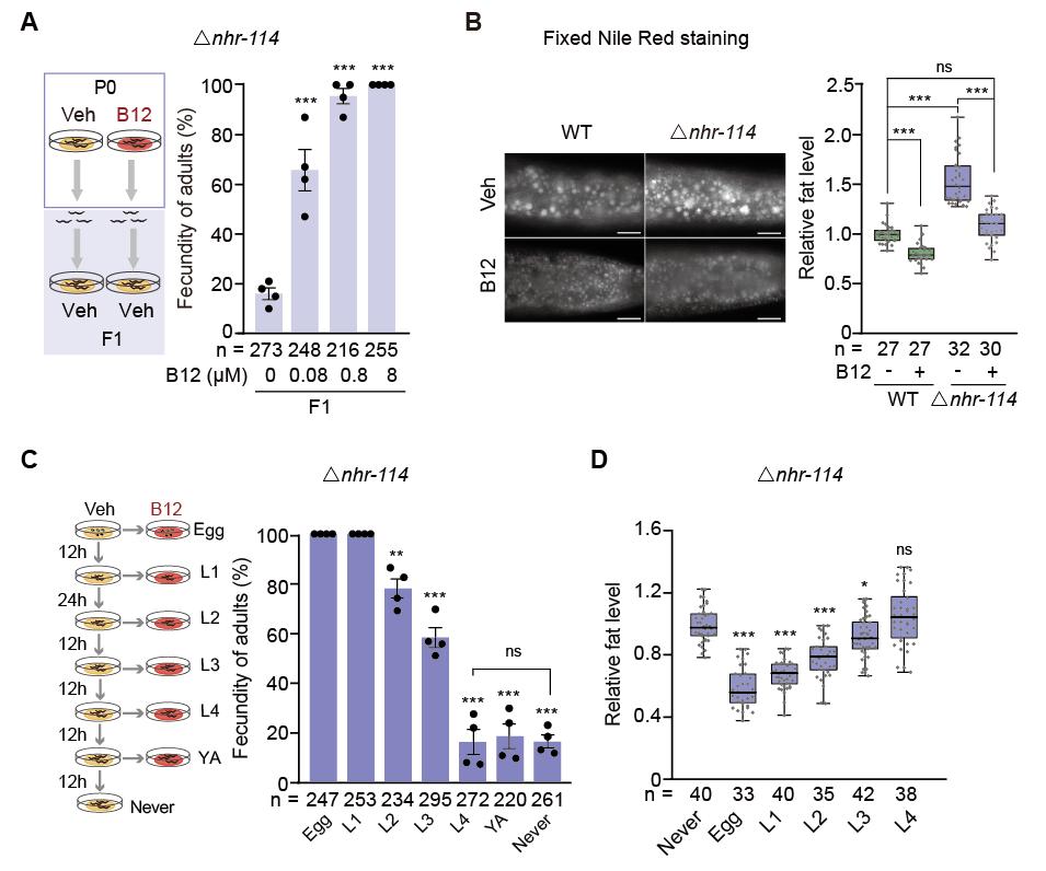 The decisive role and molecular mechanism of VB12 in early life on ...