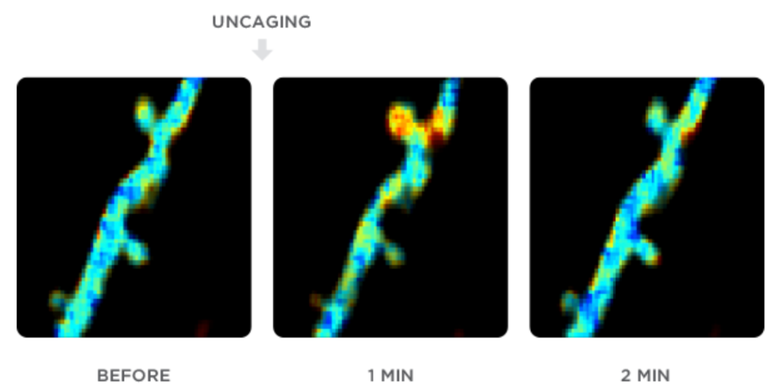 3i Vivo Multiphoton Fluorescence Microscope - 1mm Deep Imaging of Mouse ...
