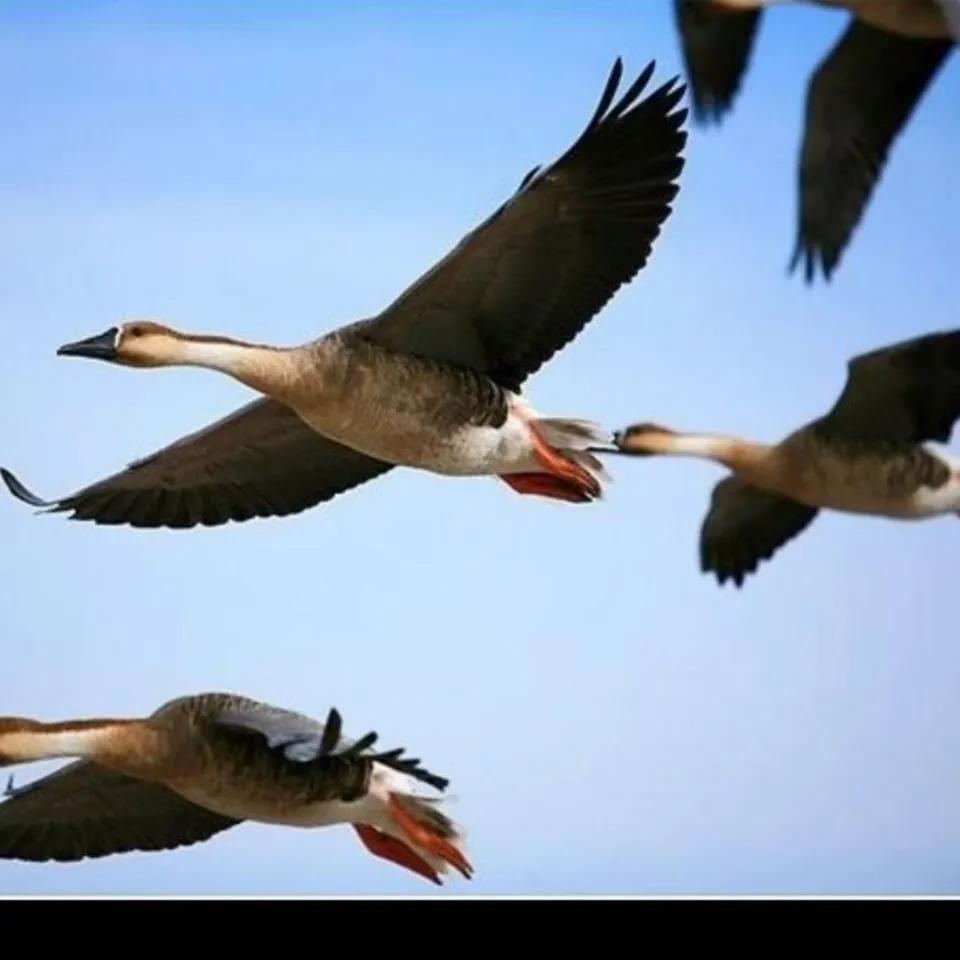 Poetry Garden/Starry Sky Song of Songs of Poetry Friends Couplet ...