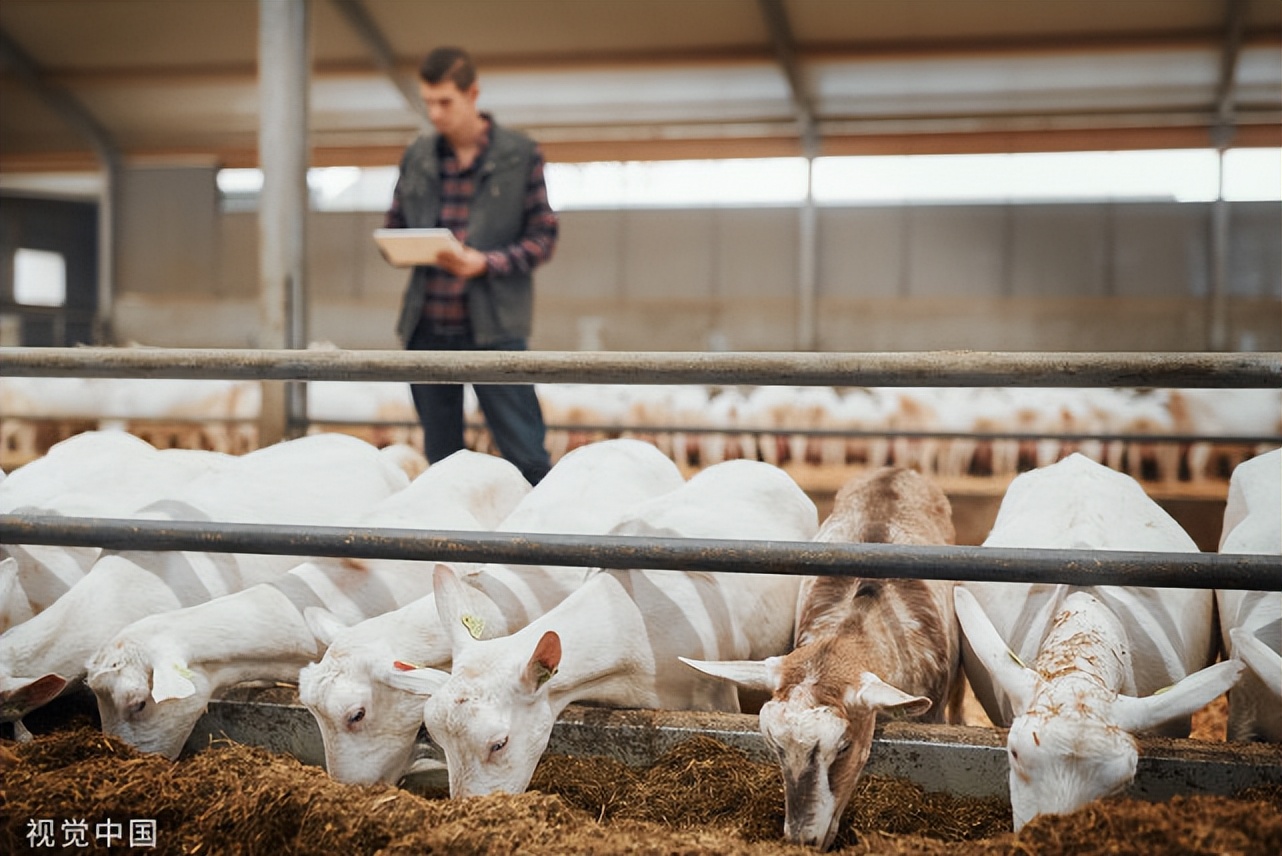 Fast fattening feed formula for mutton sheep, what can fattening sheep ...