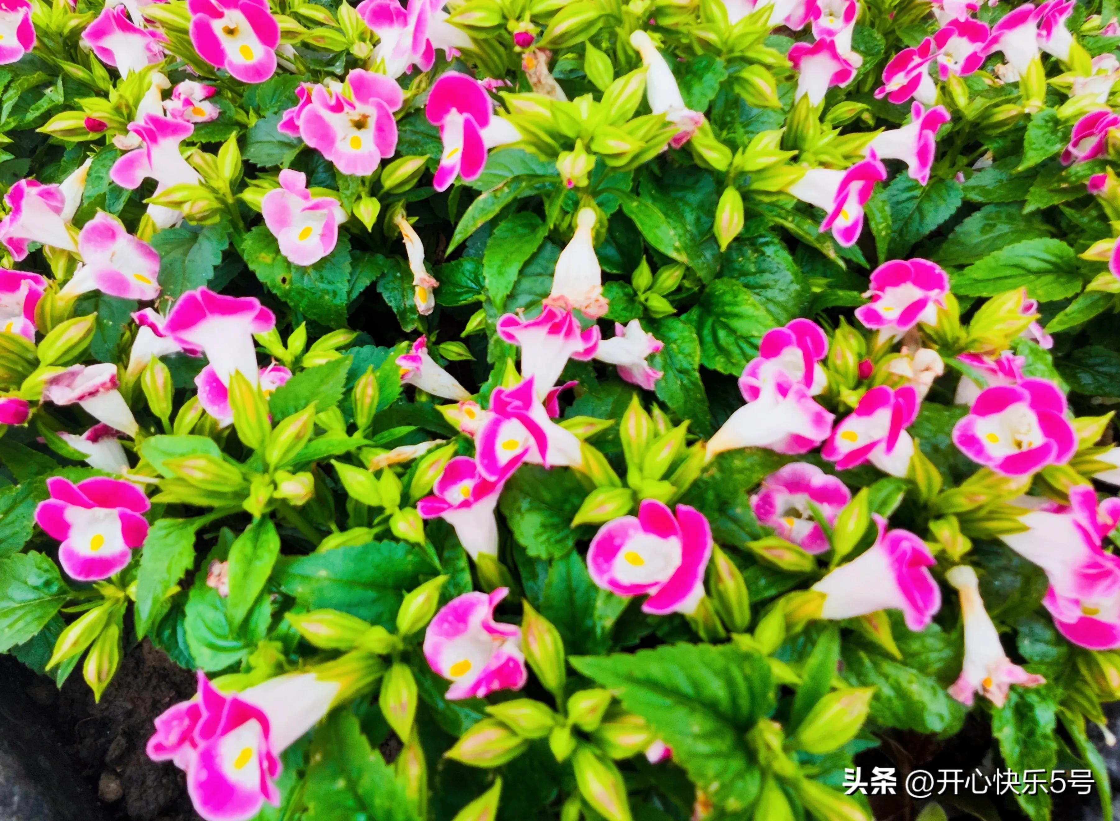 Blue pig's ear flower~does it look like a pig's ear? - iNEWS