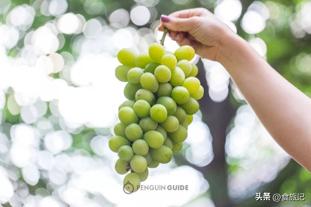 The top-notch fruit that has been popular for several years, you ...