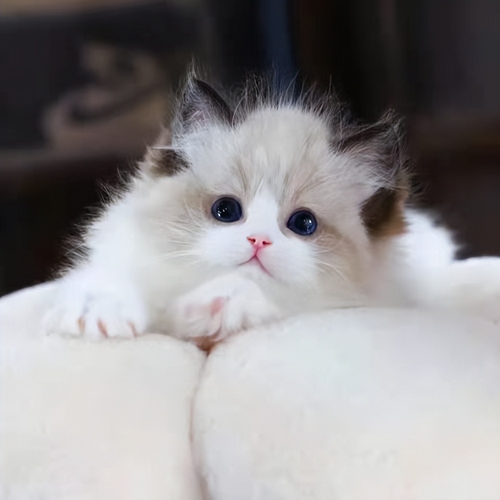 How to raise a puppet cat?Ragdoll cat breeding manual, must read - iNEWS