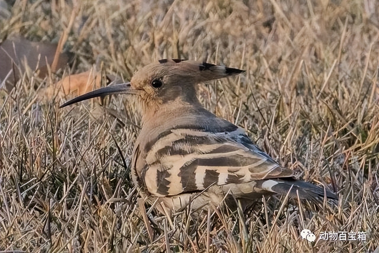 How smelly is the "coffin bird" hoopoe? Growing up in feces, why is it ...