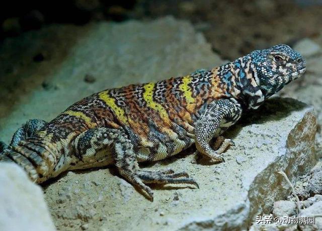 Species Encyclopedia: Gorgeous King Lizard - iNEWS