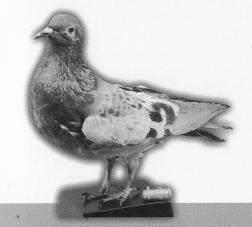 In the morning, I released a flock of police pigeons - iNEWS