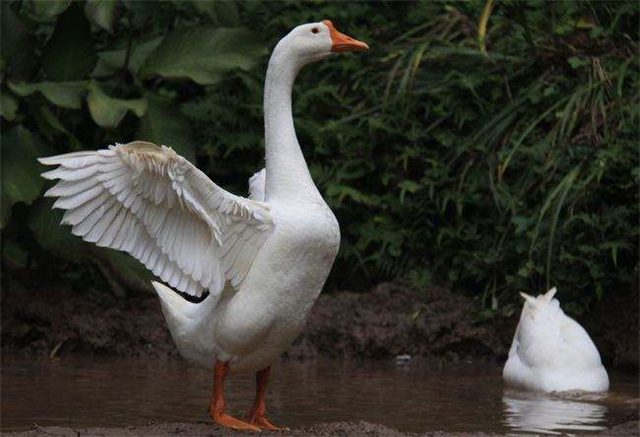 Have you ever been bullied by a goose?How strong is the goose's ...