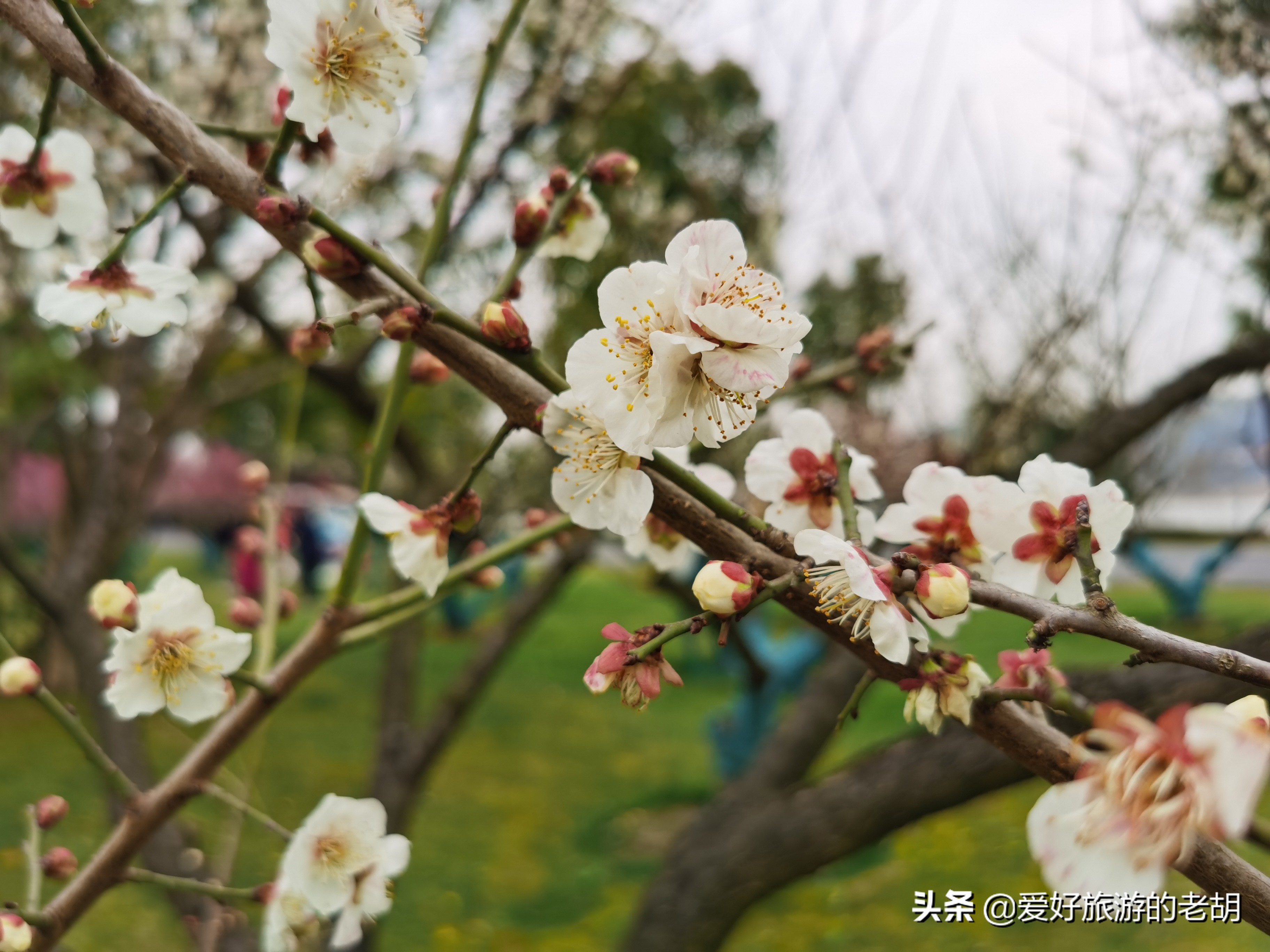 The 20,000-square-meter Changsha Plum Garden welcomes 5,000 people ...