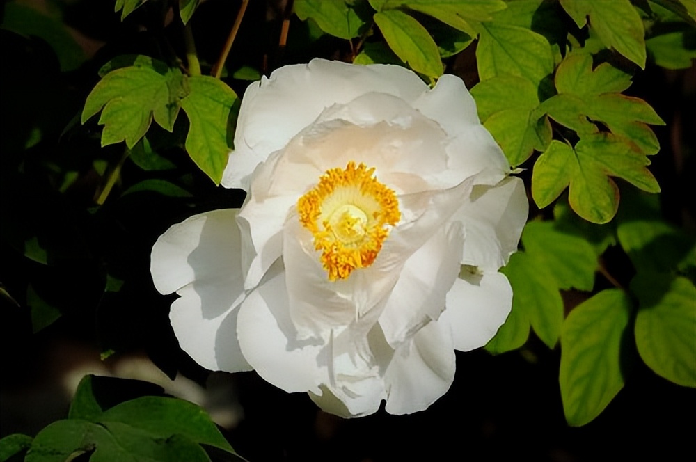 How to plant white peony seeds? The method and skill of planting white ...