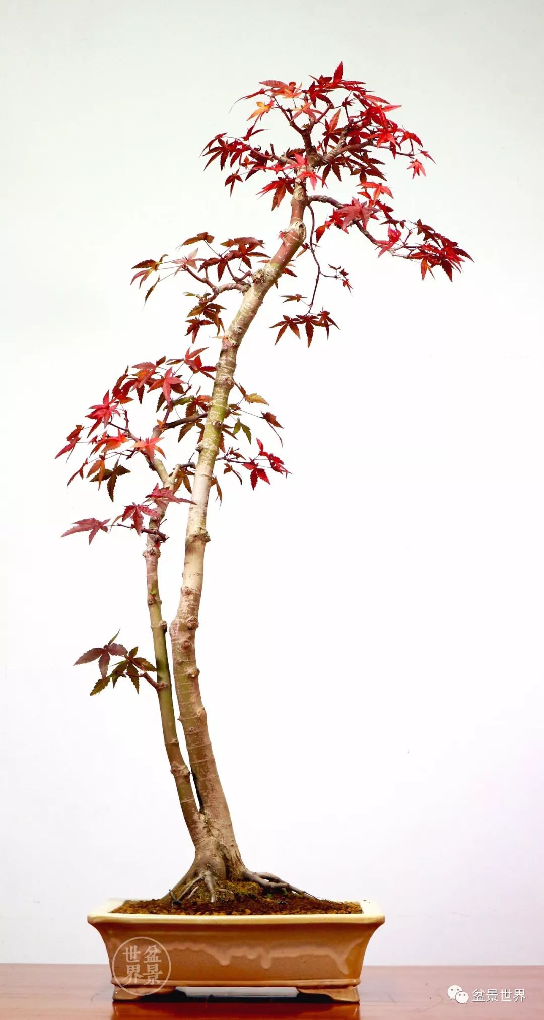 A touch of autumn drunk late autumn - iNEWS