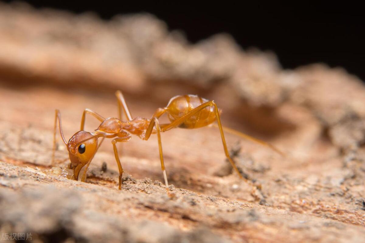 Are ants poisonous? Is it helpful to apply soap after ant bites? Why is ...