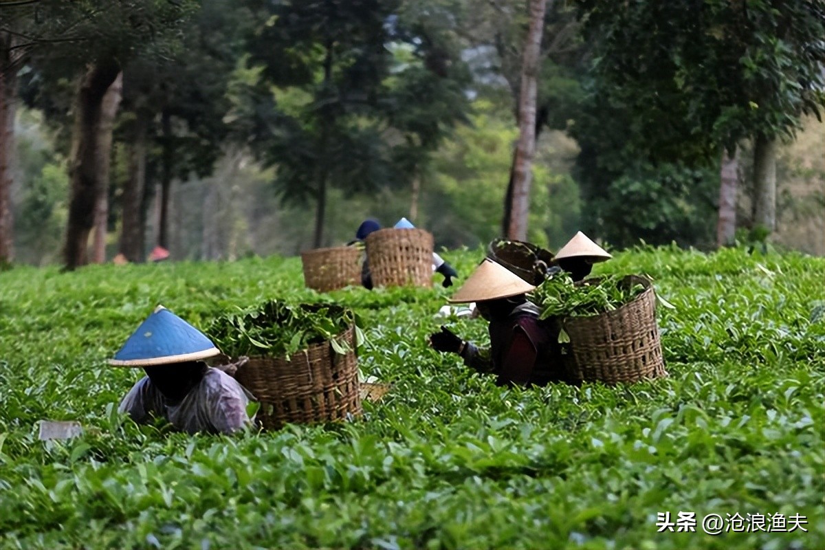 Top 10 tea producing countries in the world - iNEWS