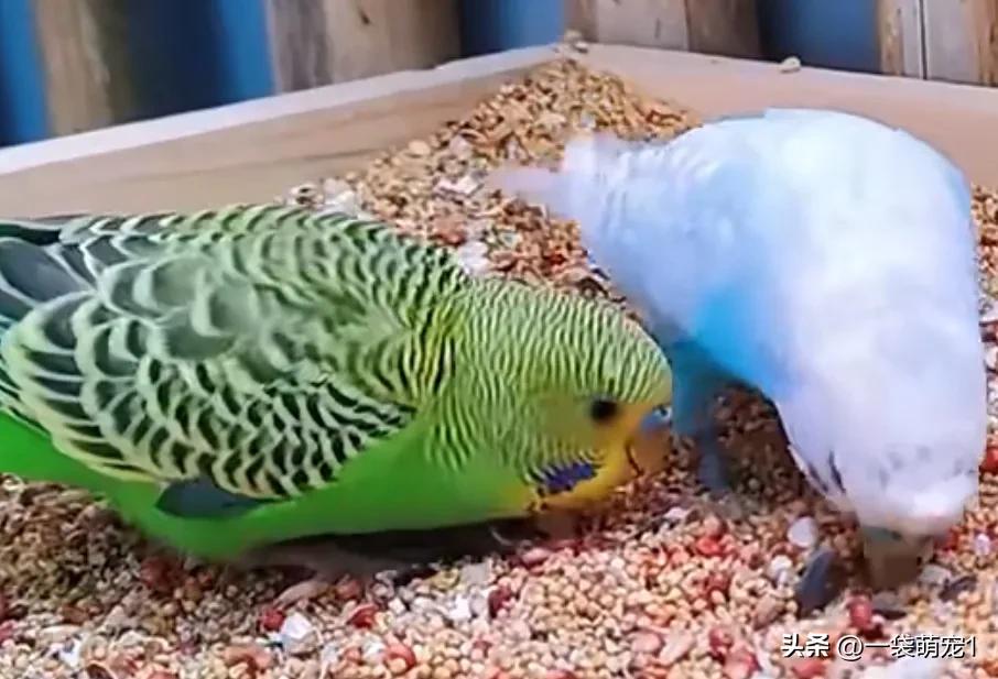 How do parrots enter the breeding period to supplement nutrition, and ...