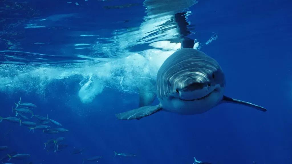 Great White Shark: The World's Largest Carnivorous Fish - iNEWS