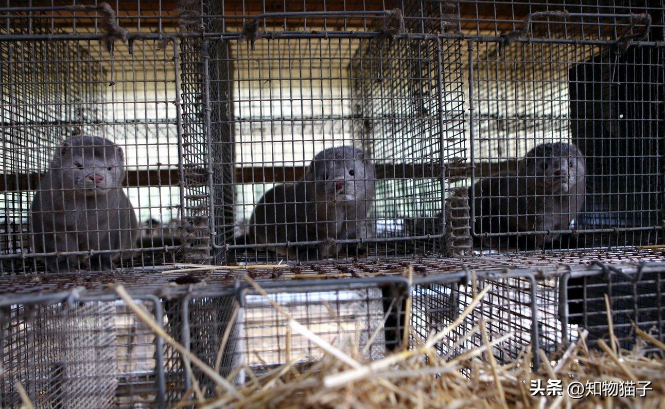 Mink, a shocking reversal - 40 generations after escaping domestication ...