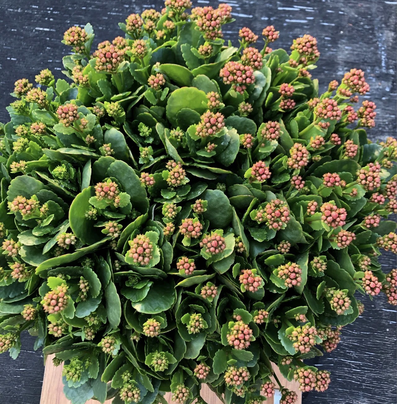 It is a pity that the very popular longevity flower "no one cares about ...