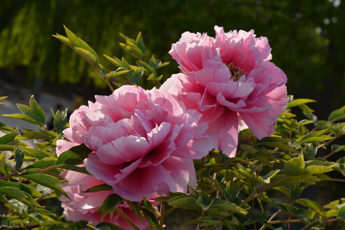When and which season does the peony bloom? - iMedia
