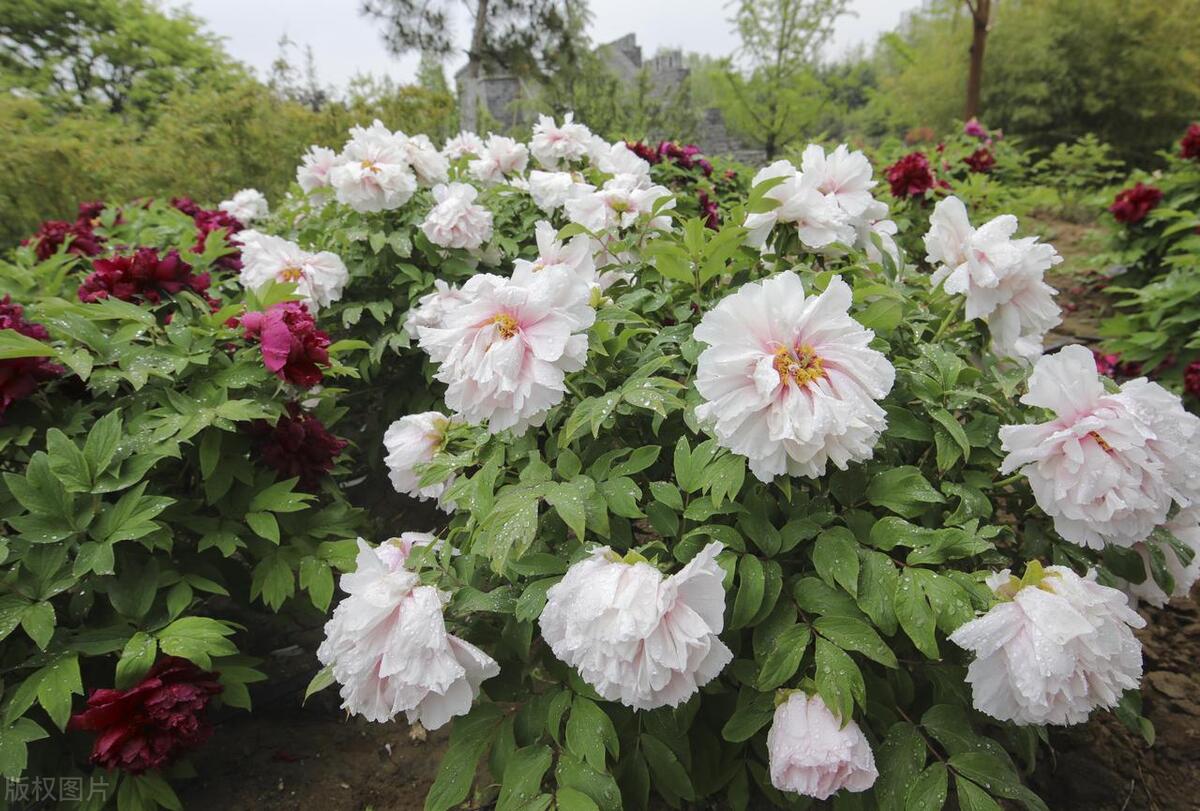 Wang Changwei - iNEWS