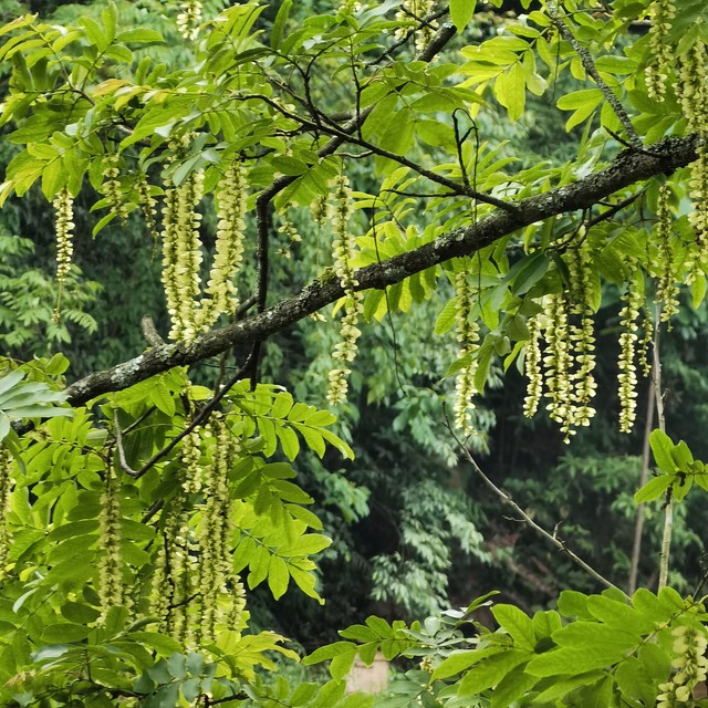 The Origin, Significance and Enlightenment of May 4th Youth Day - iNEWS