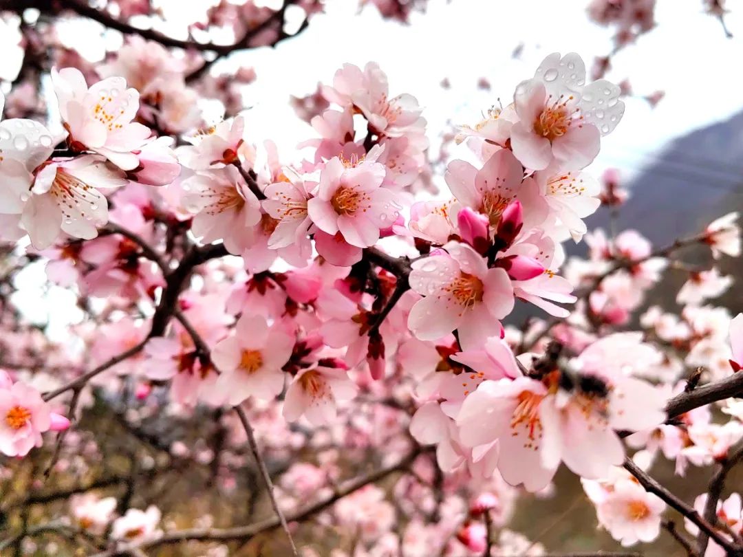 Yurun Boyu Peach Blossoms - iMedia