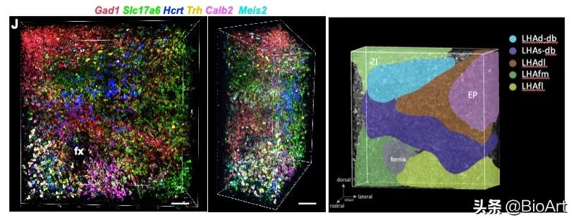 Using EASI-FISH technology to realize the reconstruction of three ...