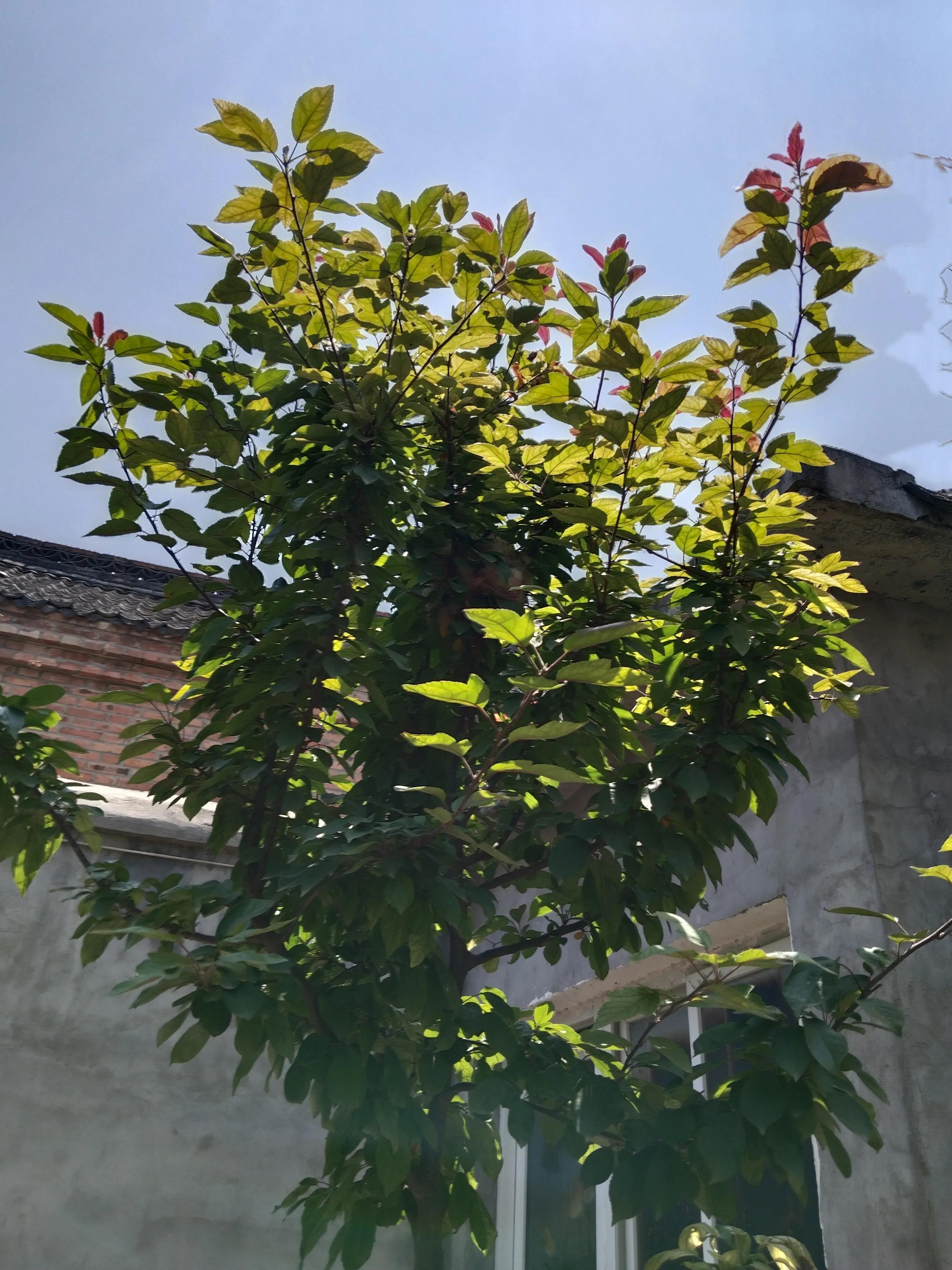 Liangzhou words - iNEWS