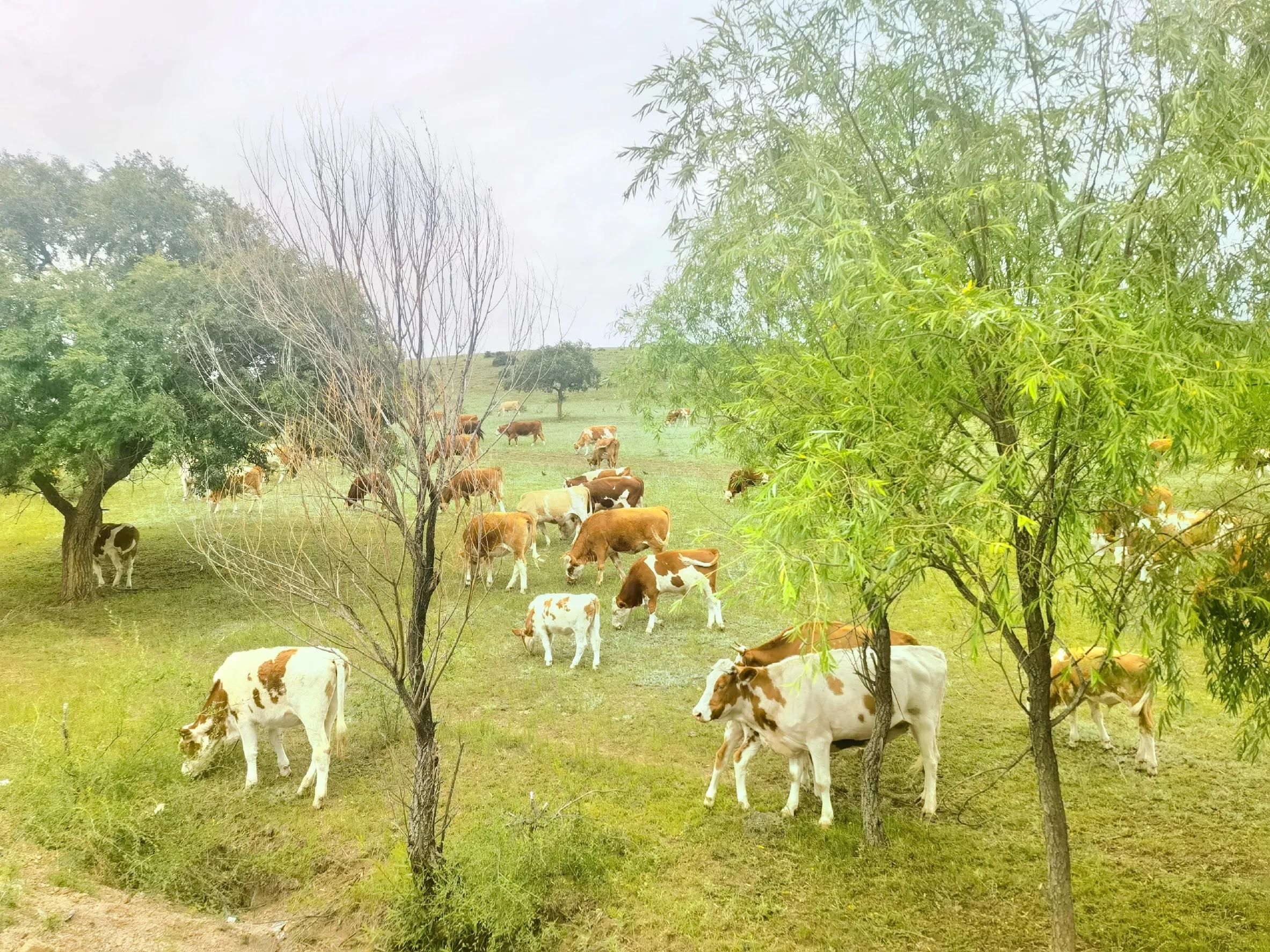 The eighth day of self-driving in Inner Mongolia grassland tour ...