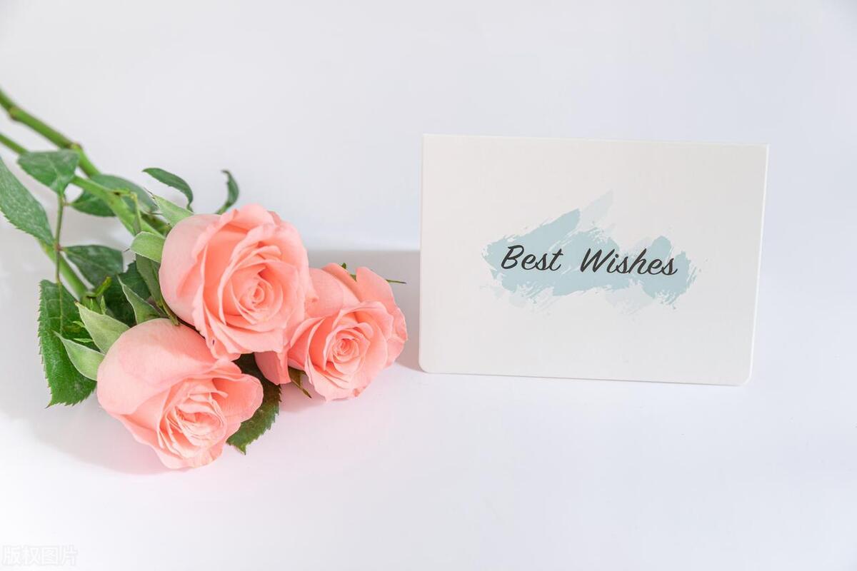 Rose healing copy/blooms with the light of love and beauty. - iNEWS