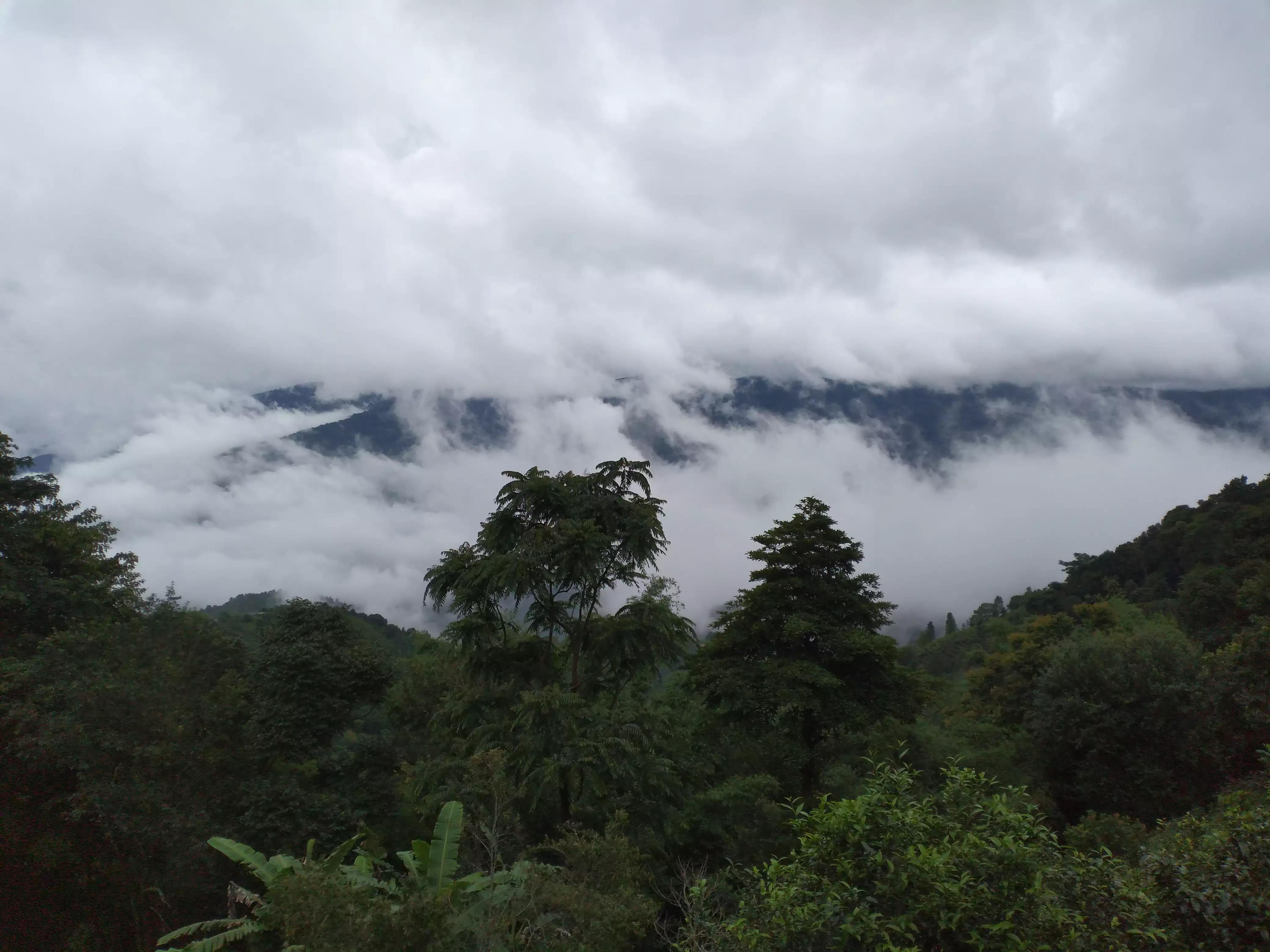 Xishuangbanna Menghai Tea Mountain Tour - iNEWS