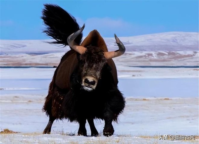 A pack of wolves chased a 500-kilogram wild yak, attacked its tail, and ...