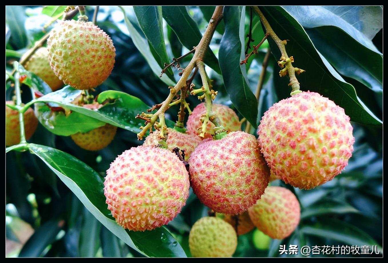 Enjoy the scenery of the fields and taste the latest lychees in Hejiang ...