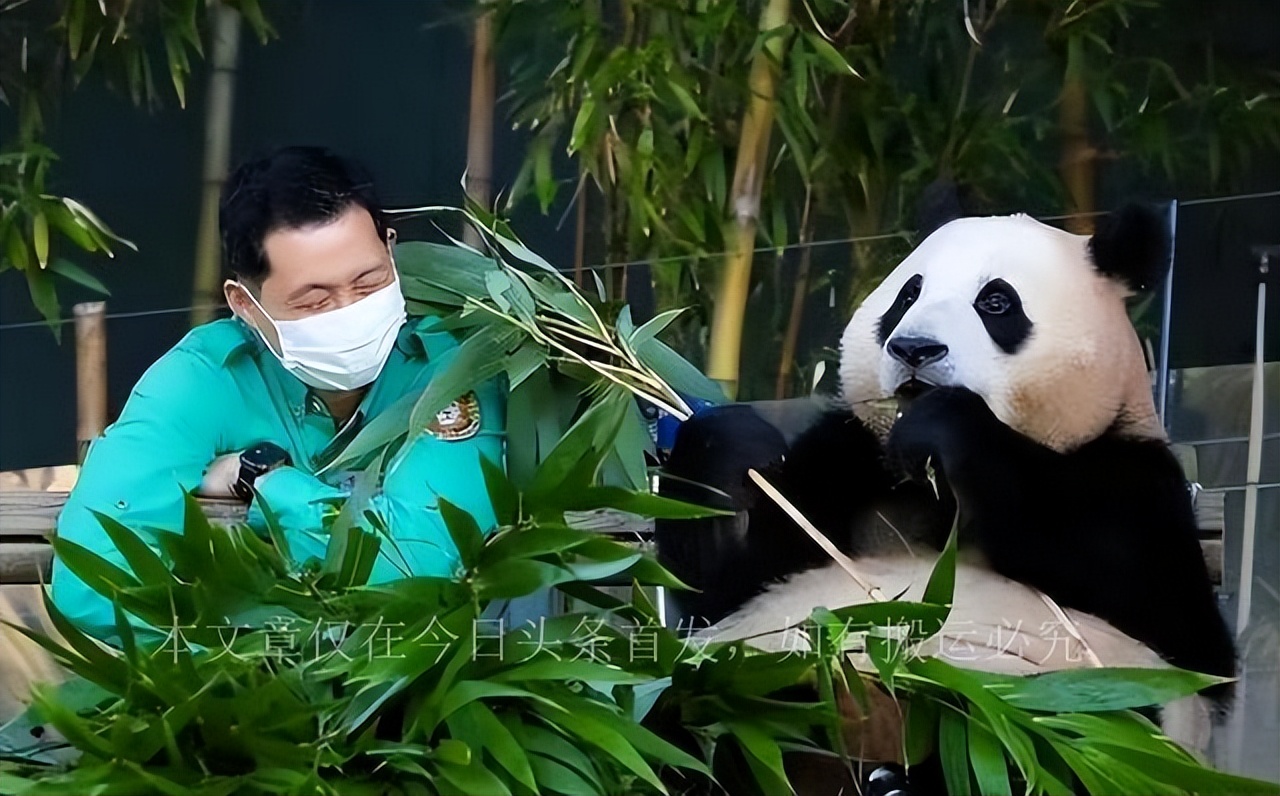 A Beijing panda bit a man and seriously injured him. The park not only ...